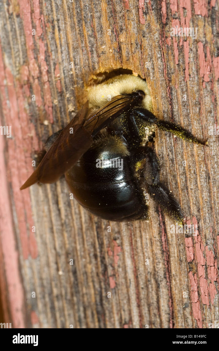 Female carpenter bee xylocopa xylocopa hi-res stock photography and ...