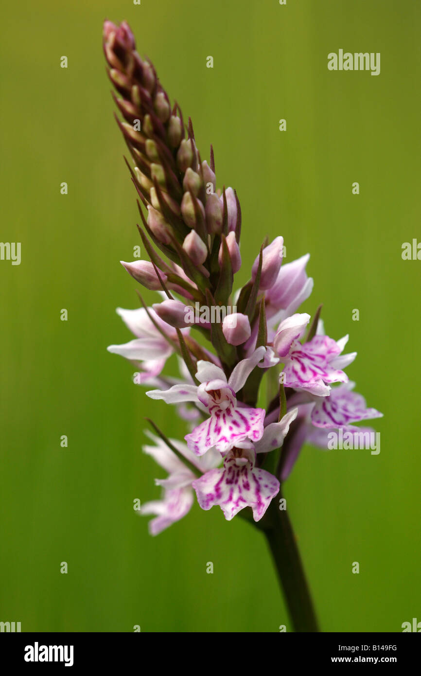 Orchid wild flower field uk flora hi-res stock photography and images ...