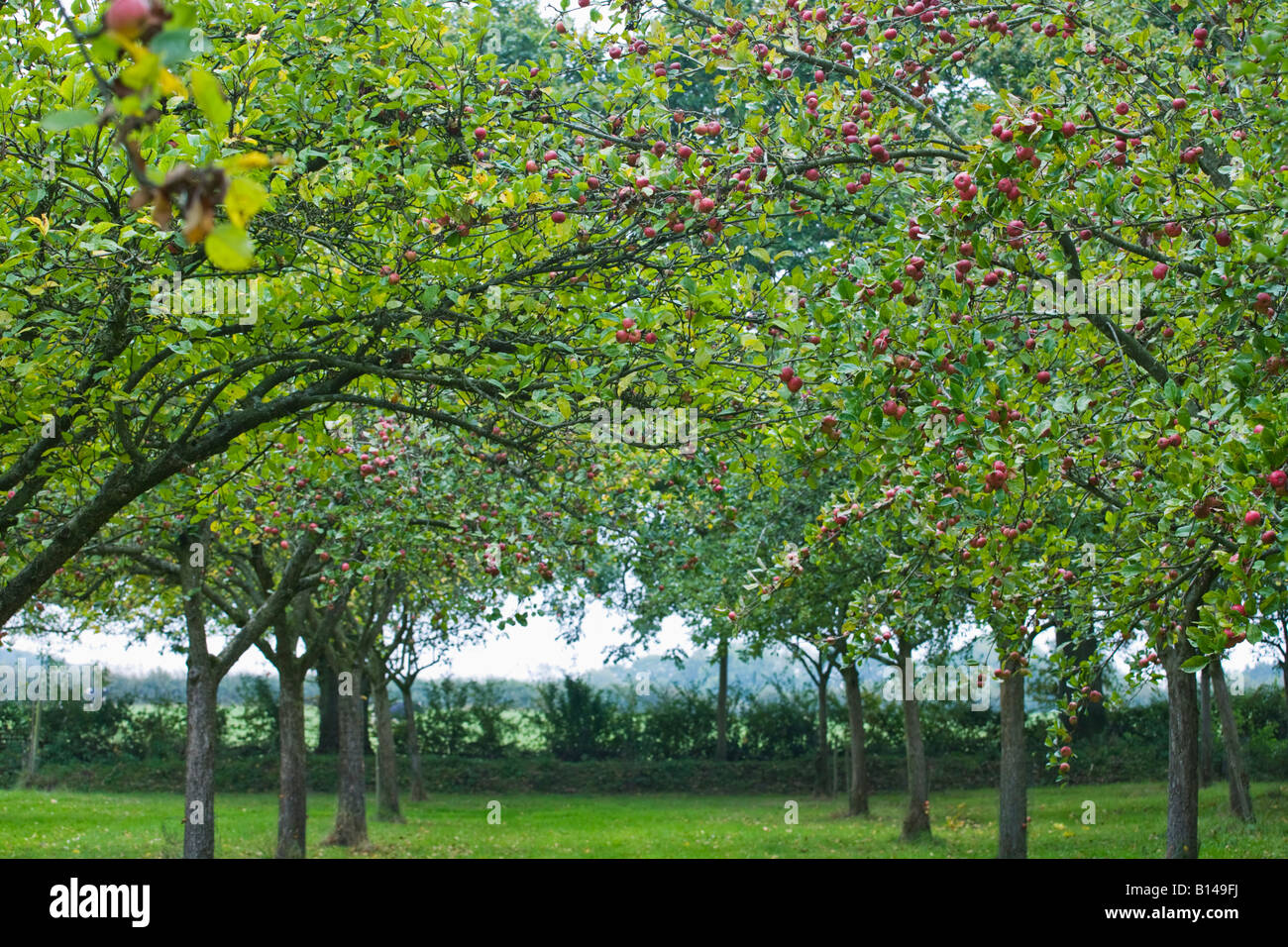 Perry's Cider, Somerset, UK. Traditional cider orchards Stock Photo - Alamy