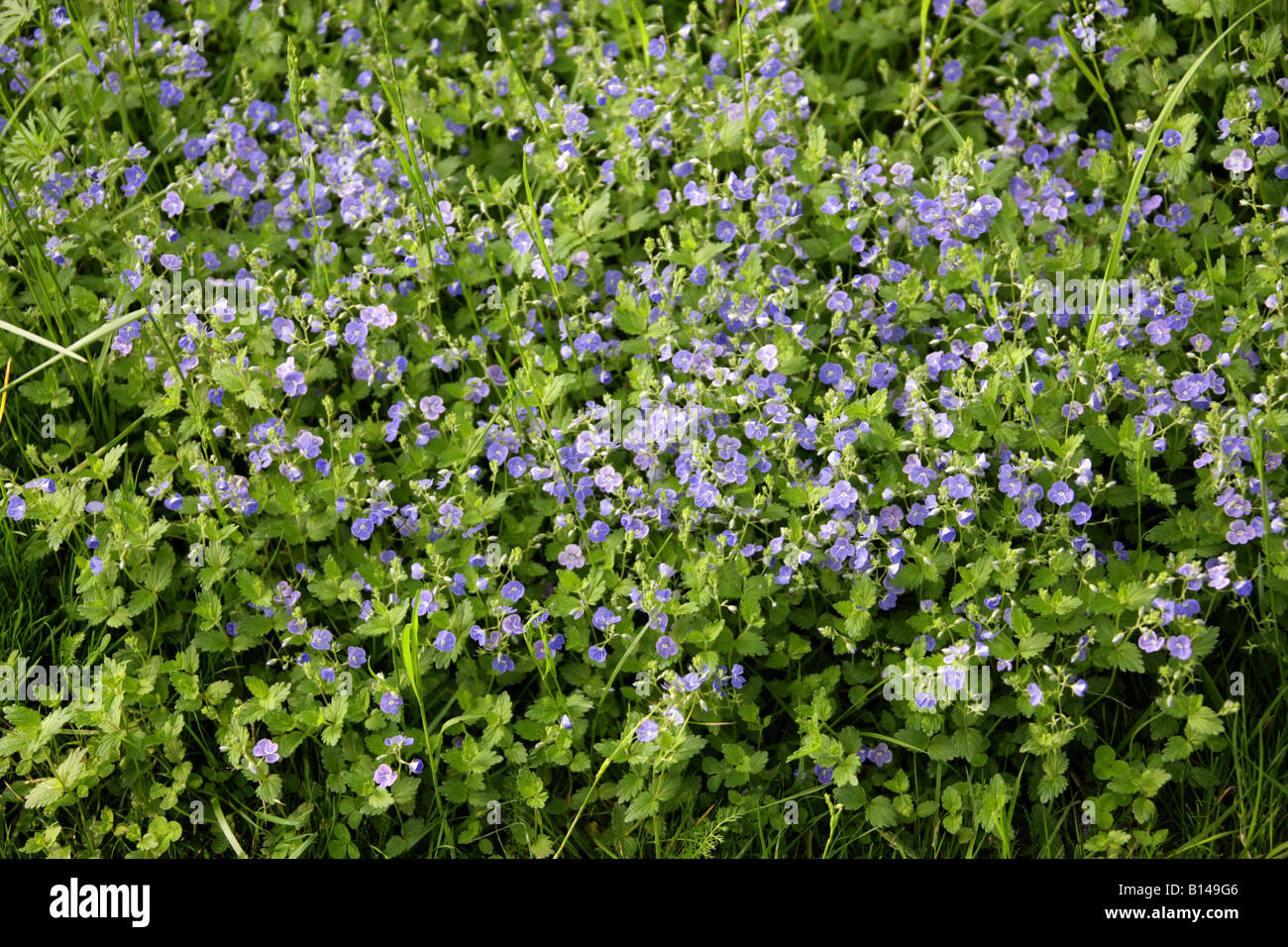 Common Field Speedwell, Veronica persica, Plantaginaceae ...
