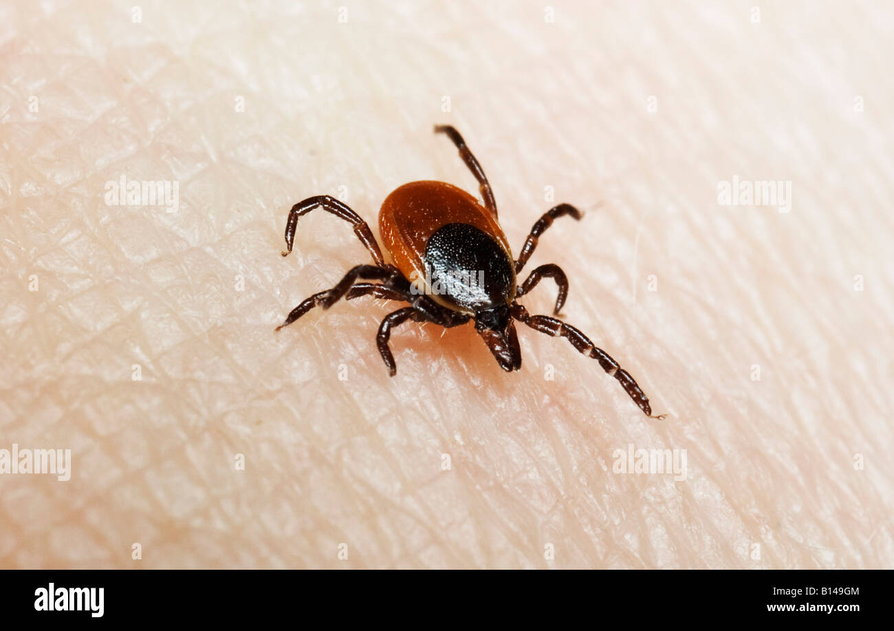 Ixodes scapularis hi-res stock photography and images - Alamy