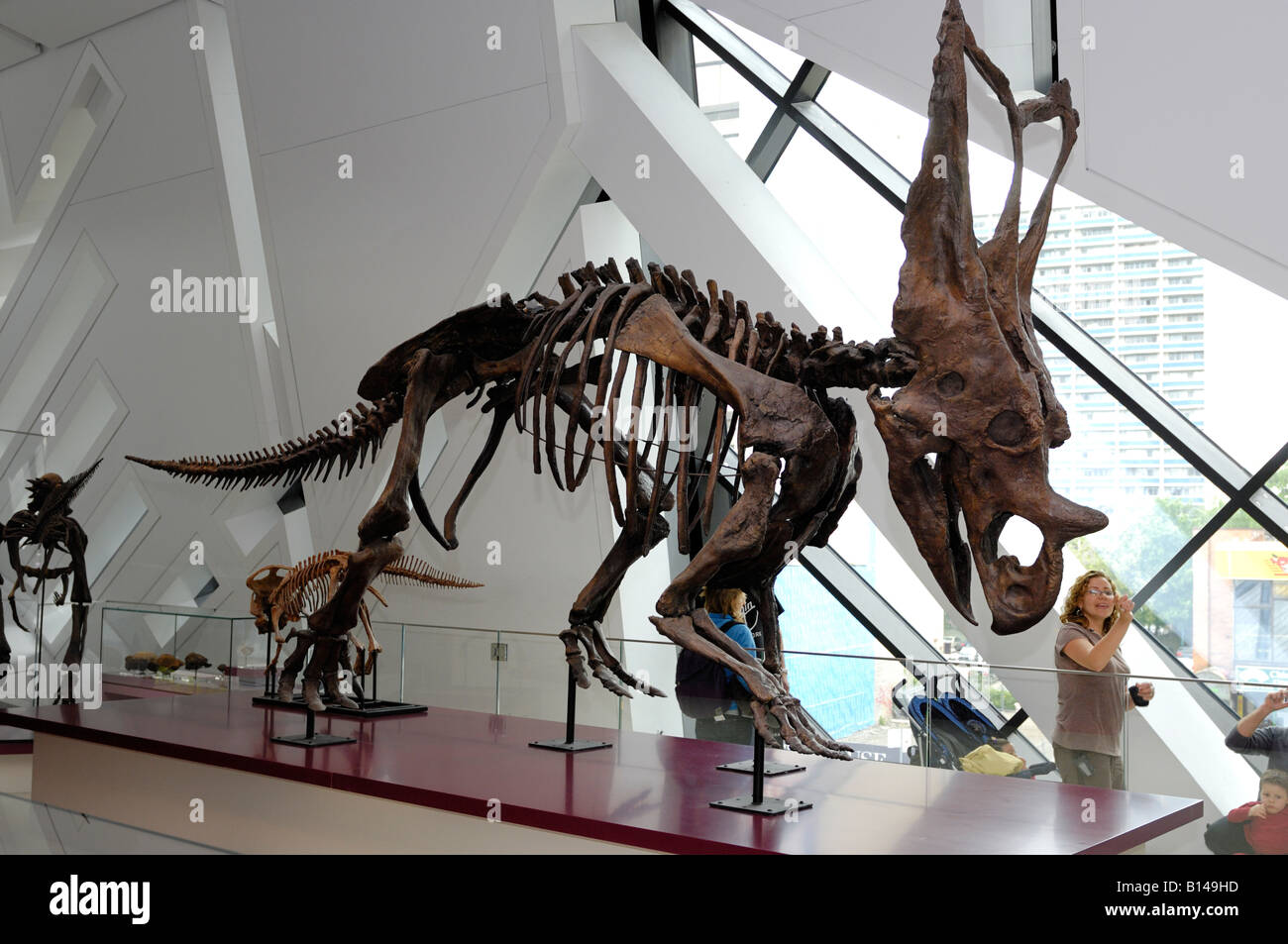 Horned dinosaur skeleton Stock Photo - Alamy