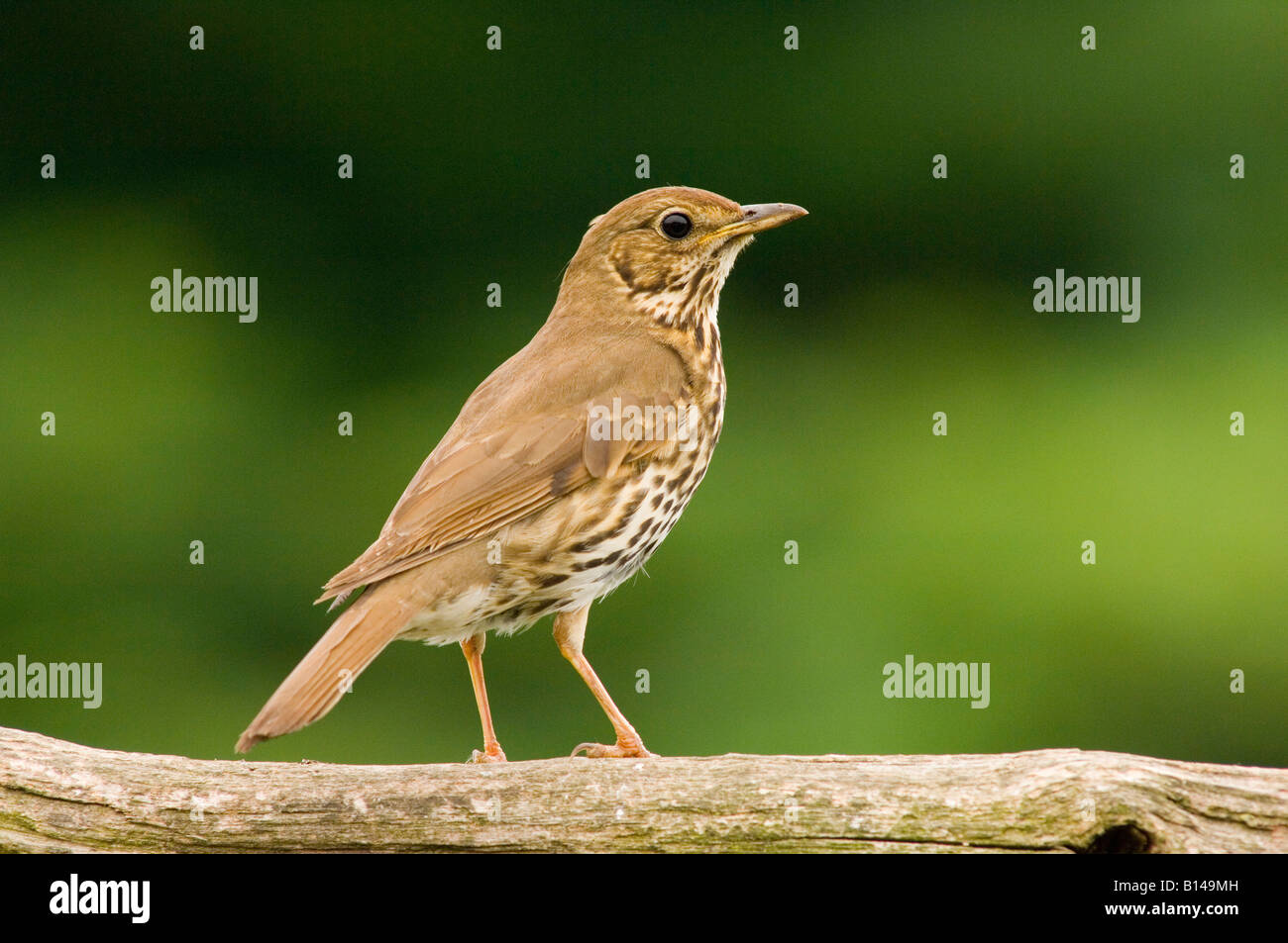 Song thrush garden hi-res stock photography and images - Alamy