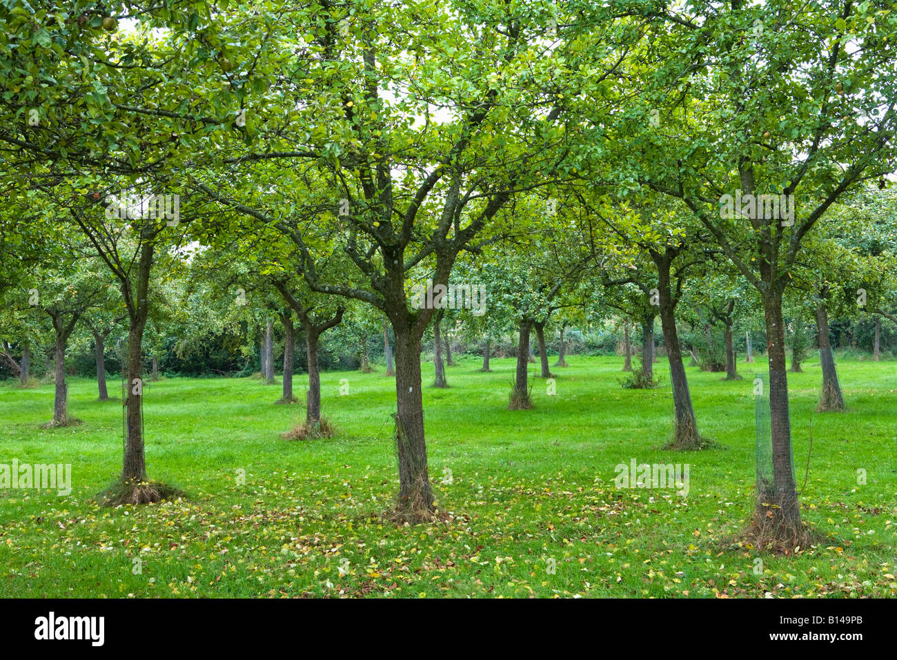 Perry's Cider, Somerset, UK. Traditional cider orchards Stock Photo - Alamy
