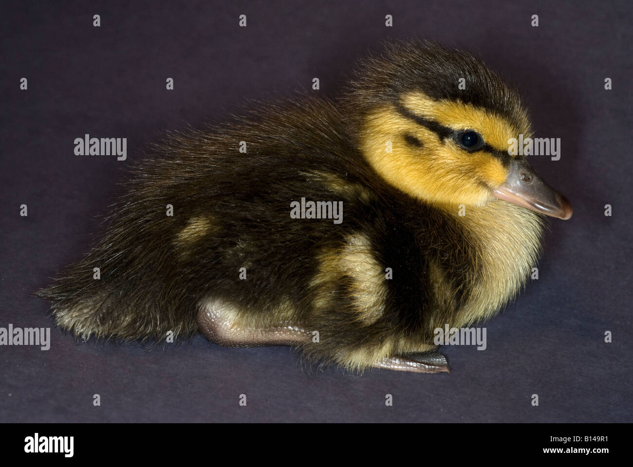 Baby mallard duckling Stock Photo - Alamy
