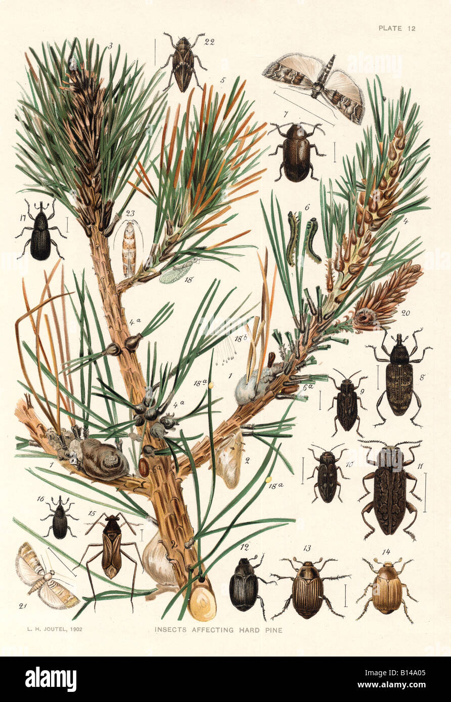 1902 antique illustration showing insects affecting hard pine Stock ...