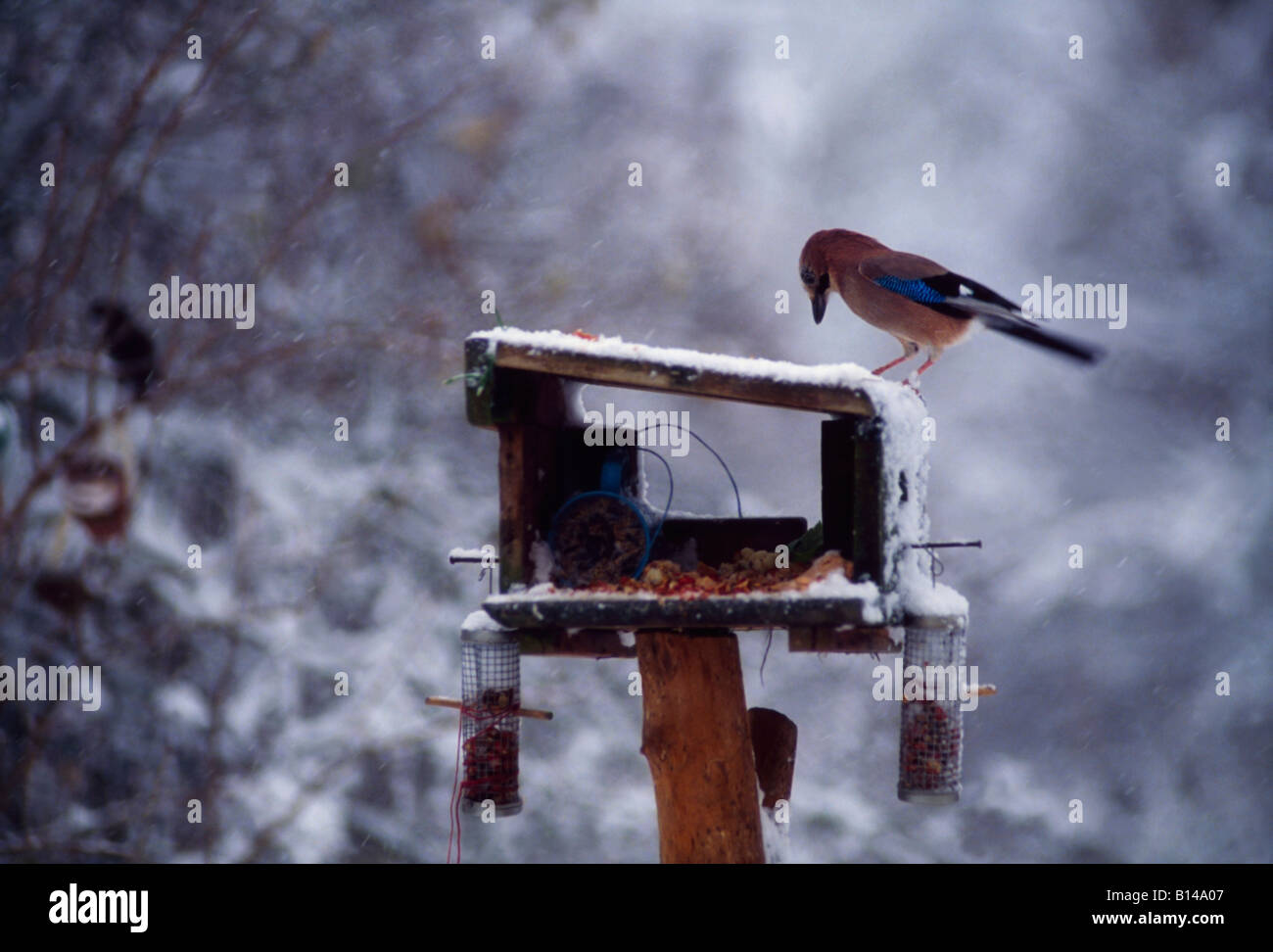 Jay, Irish bird in winter Stock Photo - Alamy