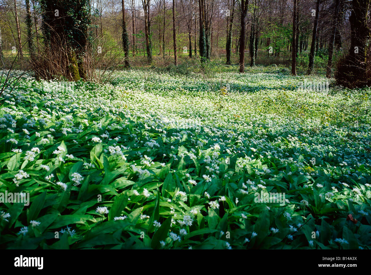 Garlic woods hi-res stock photography and images - Alamy