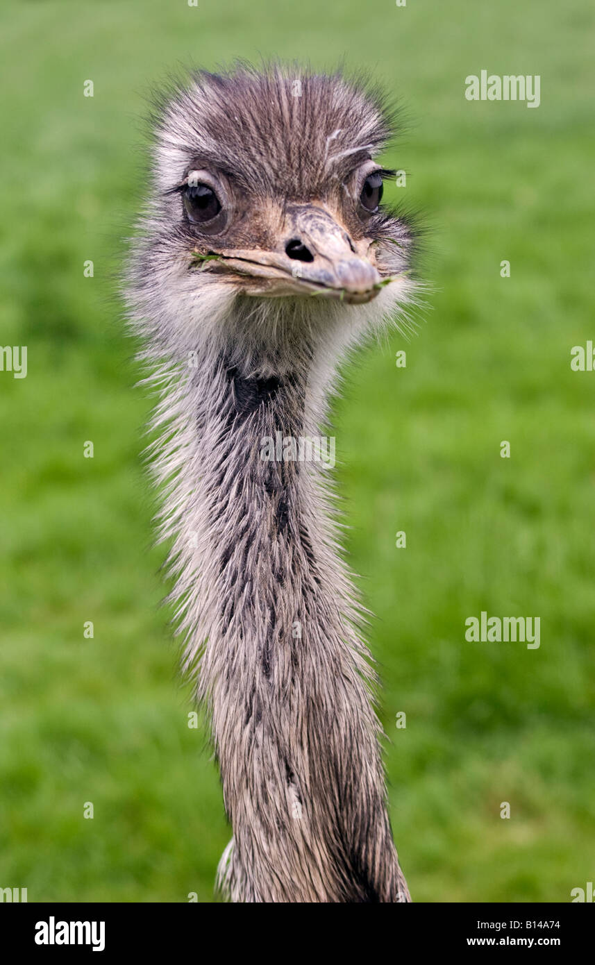 Greater Rhea (rhea americana Stock Photo - Alamy