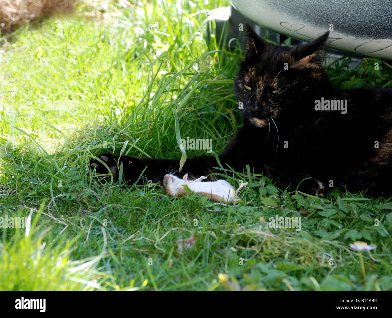 Cat laying in the grass with a dead mouse Stock Photo - Alamy