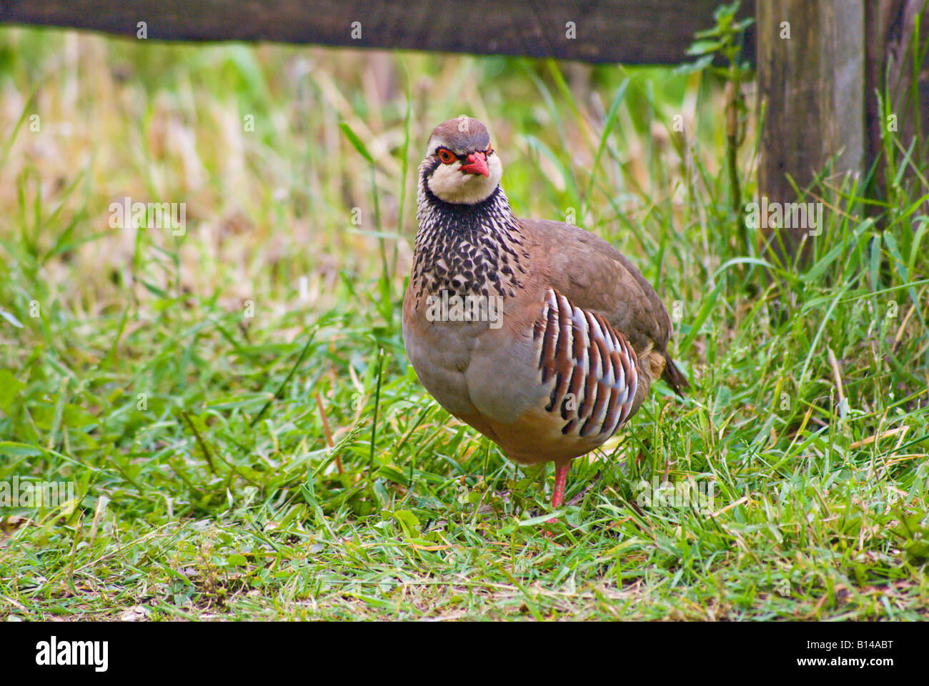 Red-legged Partridge by a fence Stock Photo - Alamy