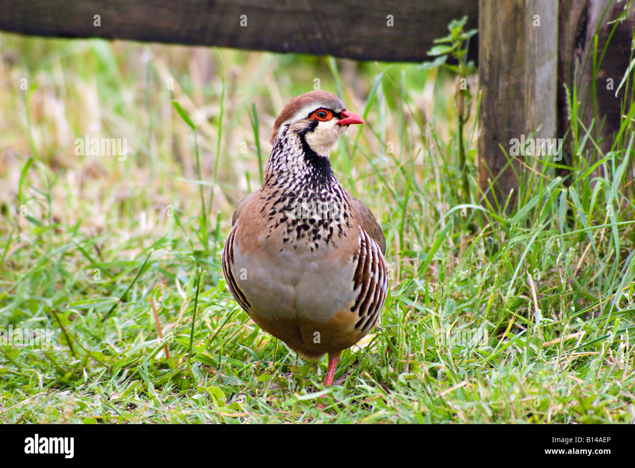 Red-legged Partridge by a fence Stock Photo - Alamy
