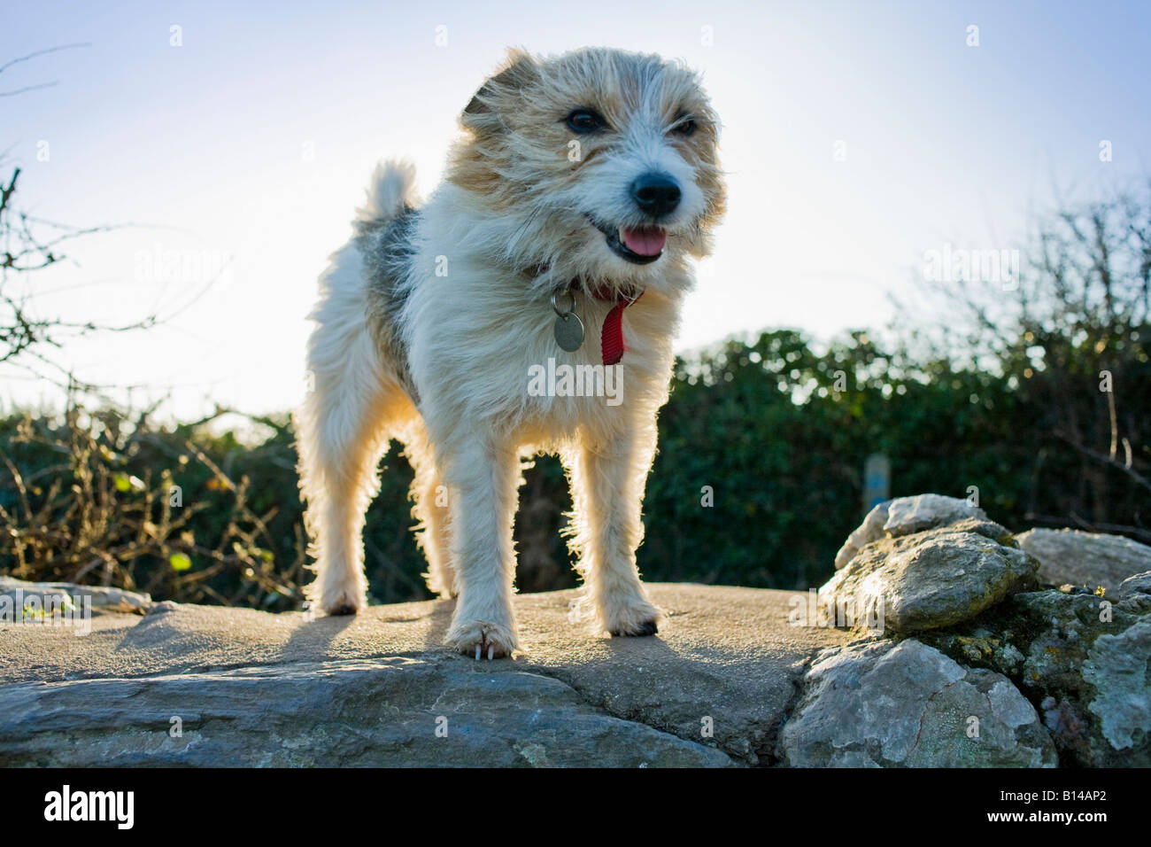 Jack Russel dog Stock Photo - Alamy