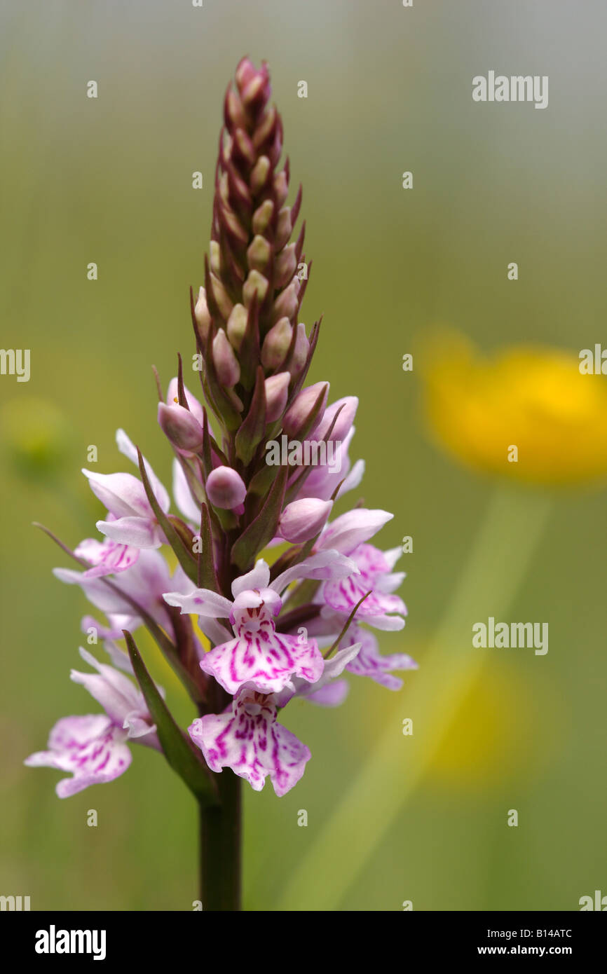 Orchid wild flower field uk flora hi-res stock photography and images ...