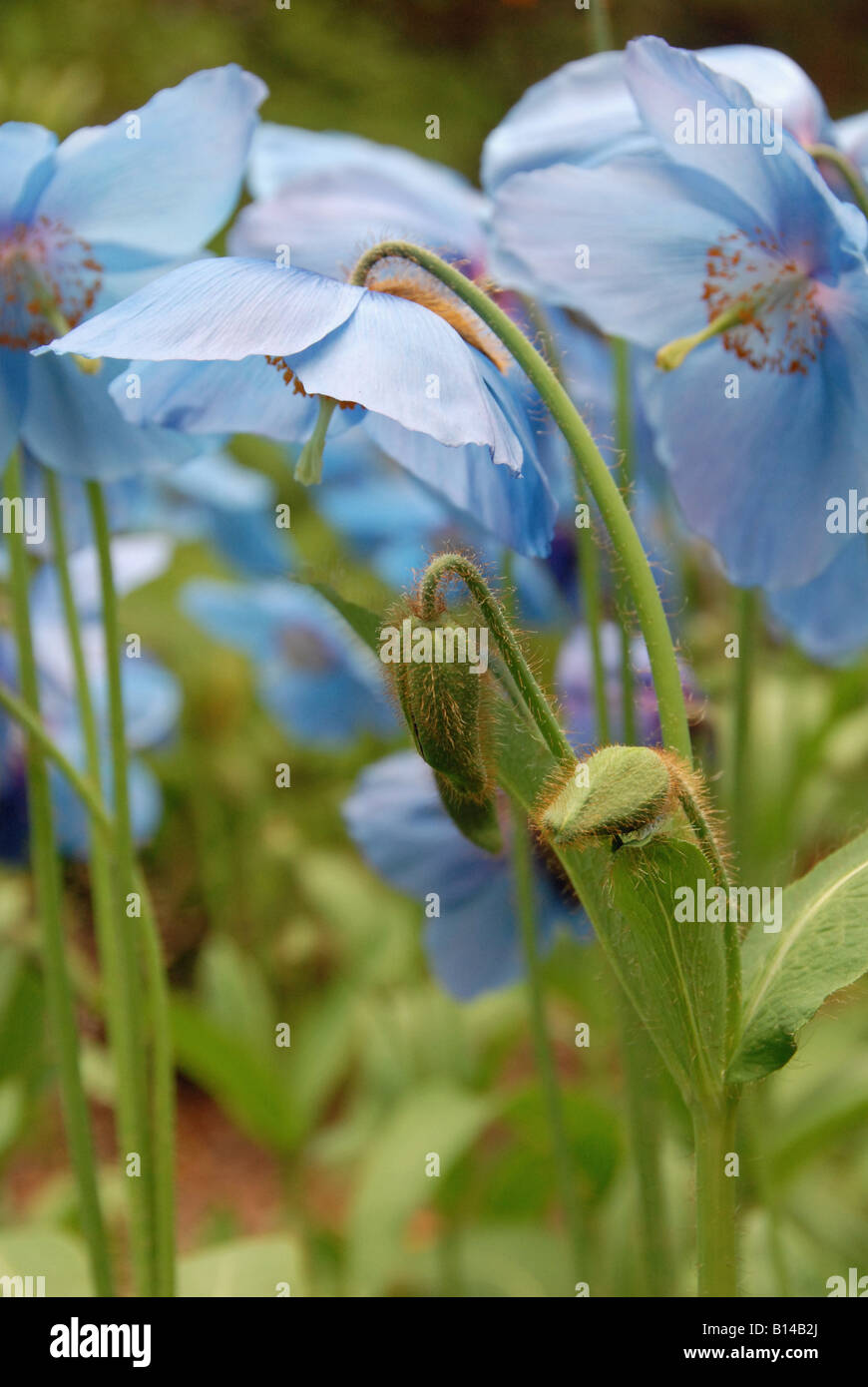 Meconopsis Blue poppy Stock Photo - Alamy