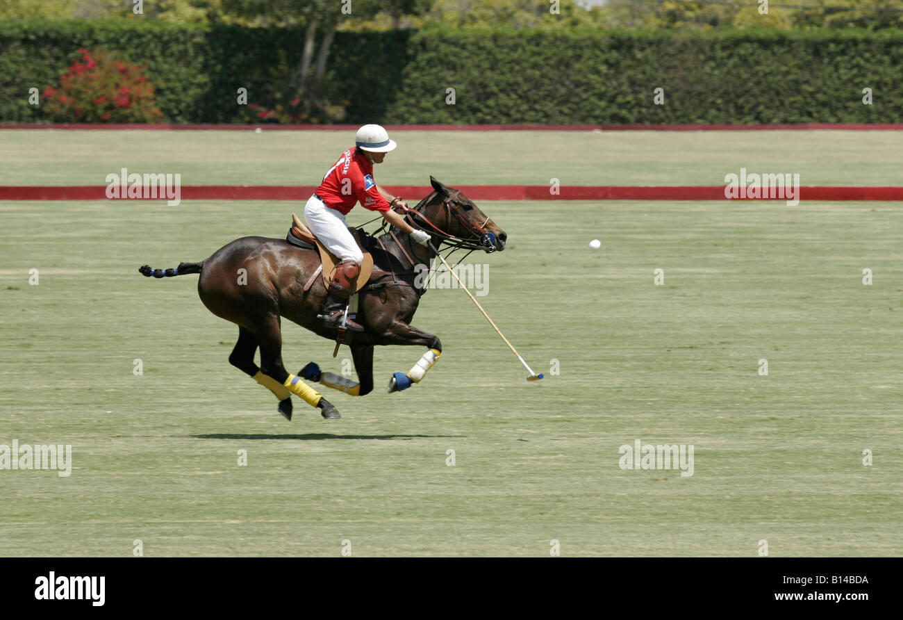 Polo player striking the ball while at full stride Stock Photo - Alamy