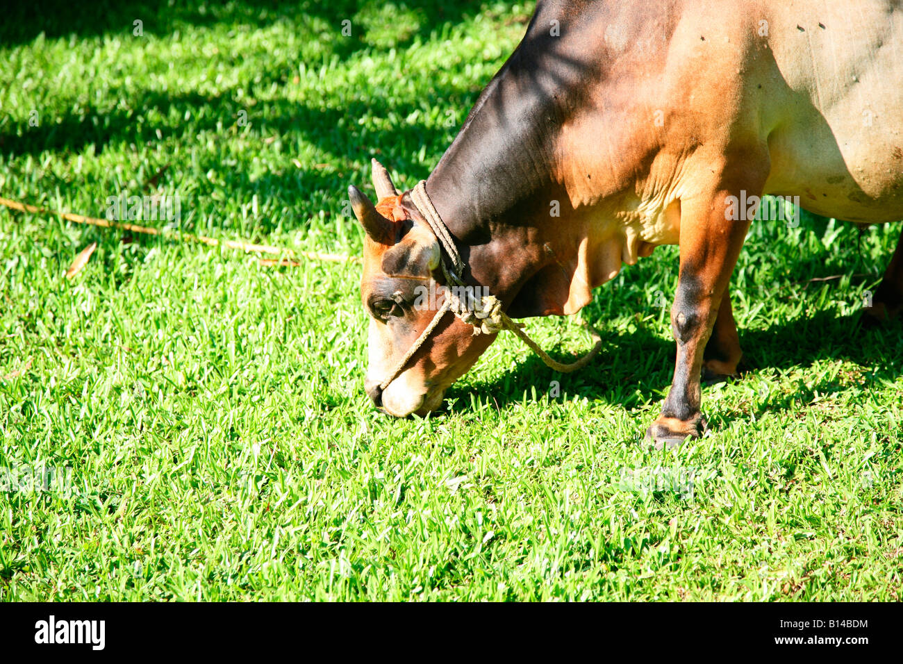 Vechoor cattle hi-res stock photography and images - Alamy