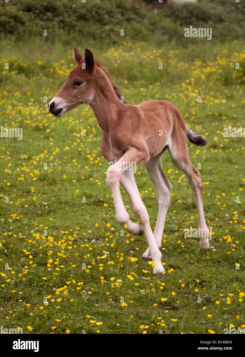 Foal running in field,Essex,England,UK Stock Photo - Alamy