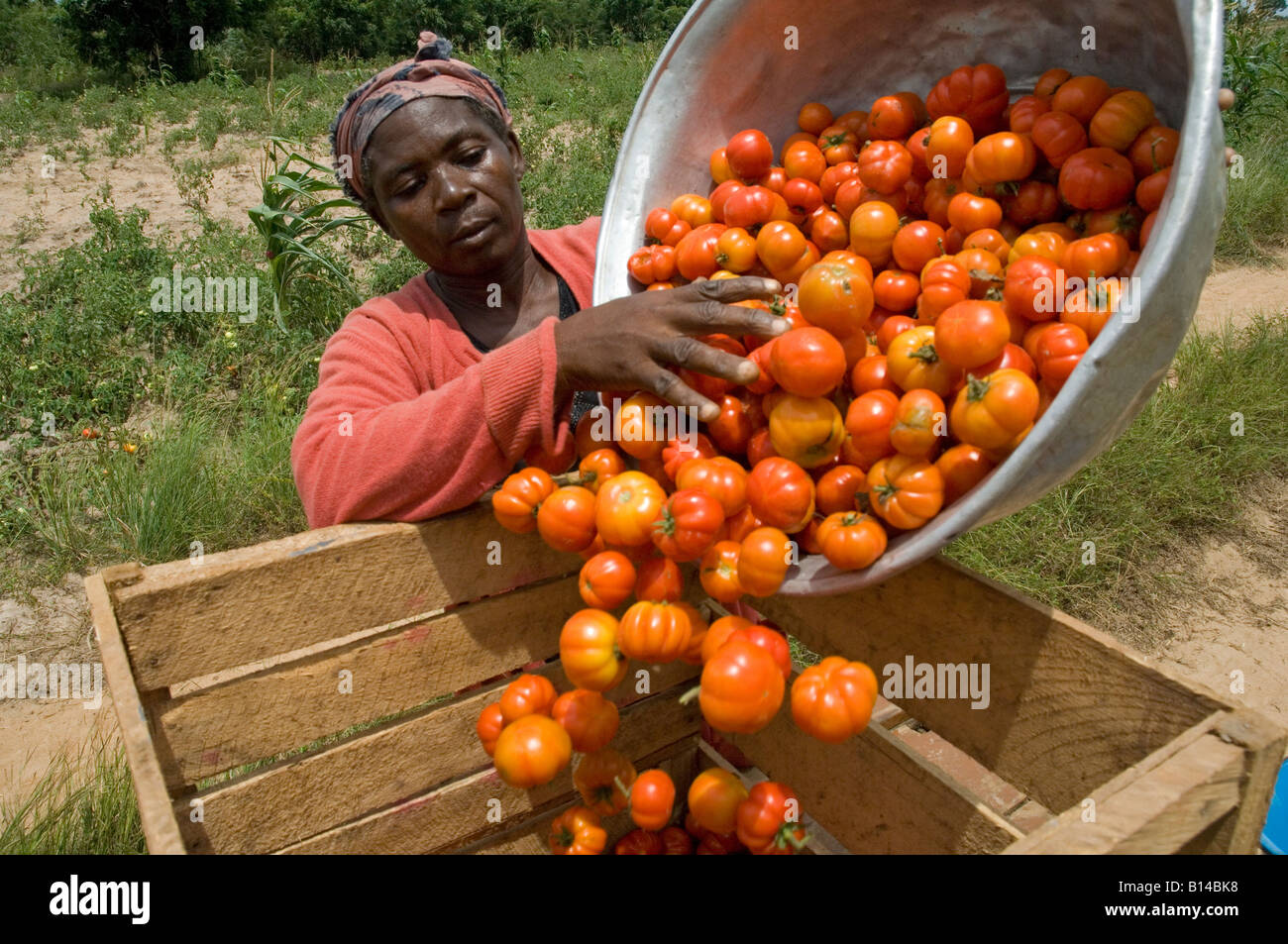 Woman collecting tomato harvest, Kuluedor, Ghana Stock Photo - Alamy