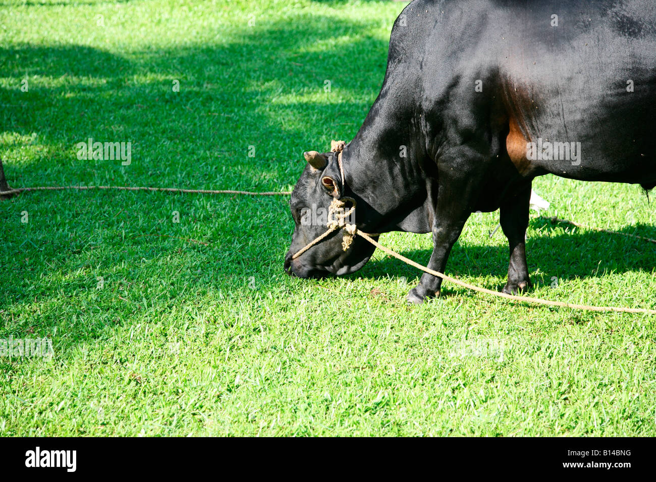 Vechoor cow, an endangered species of cow found in kerala,india Stock ...