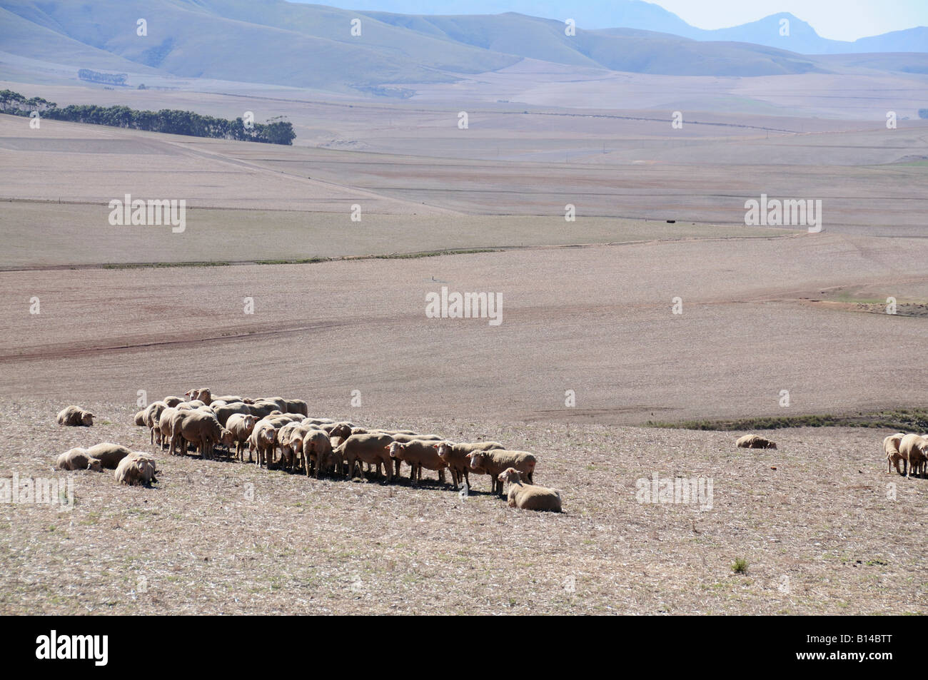 South african sheep hi-res stock photography and images - Alamy