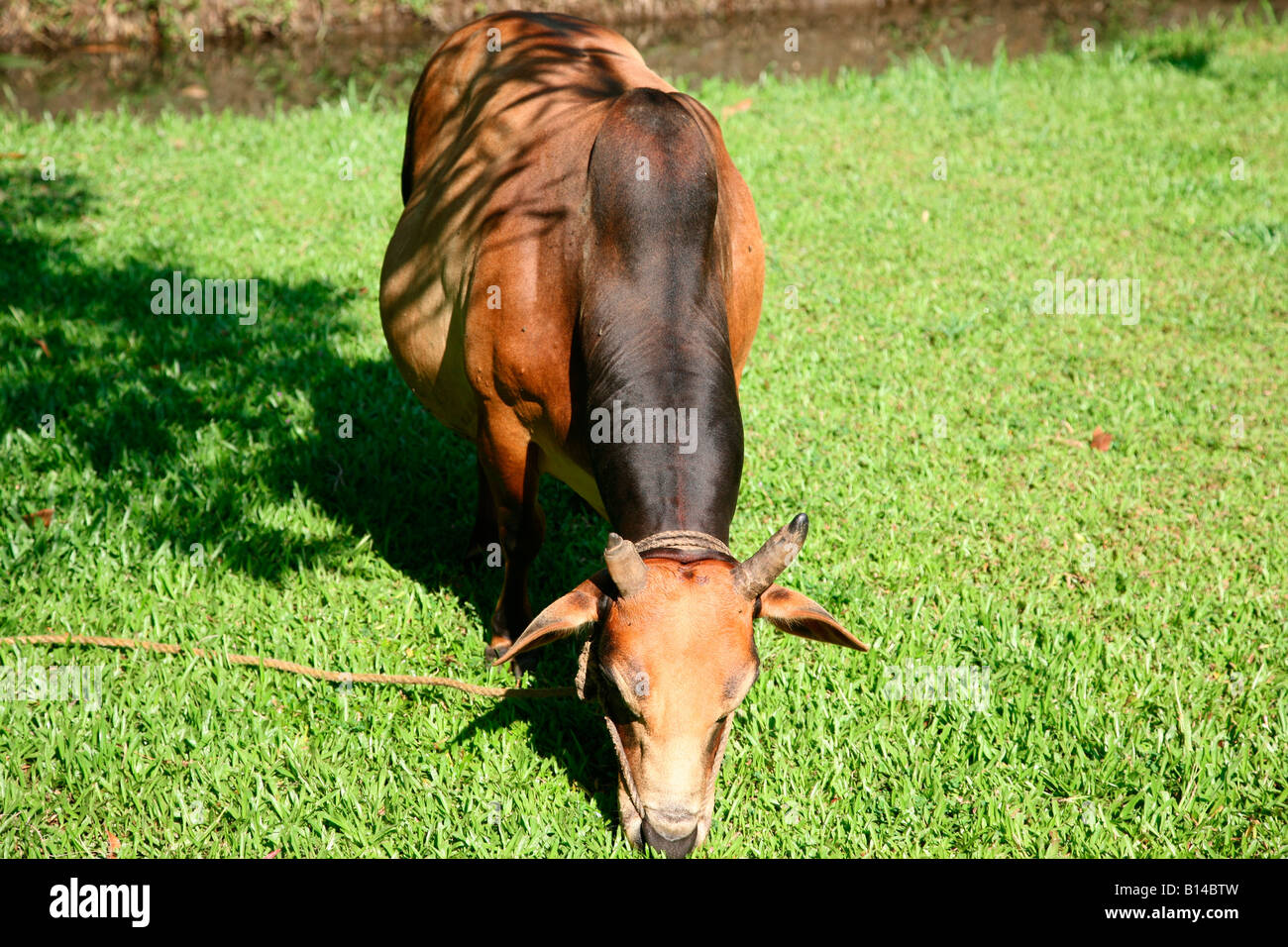 Vechur cow hi-res stock photography and images - Alamy