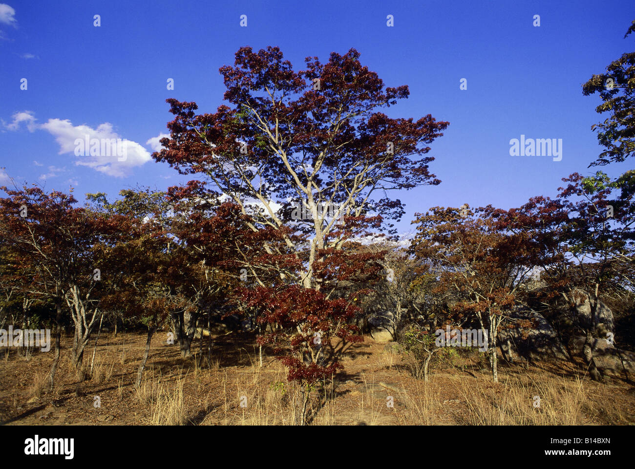 Savannah in eastern highlands at mount inyangani hi-res stock ...