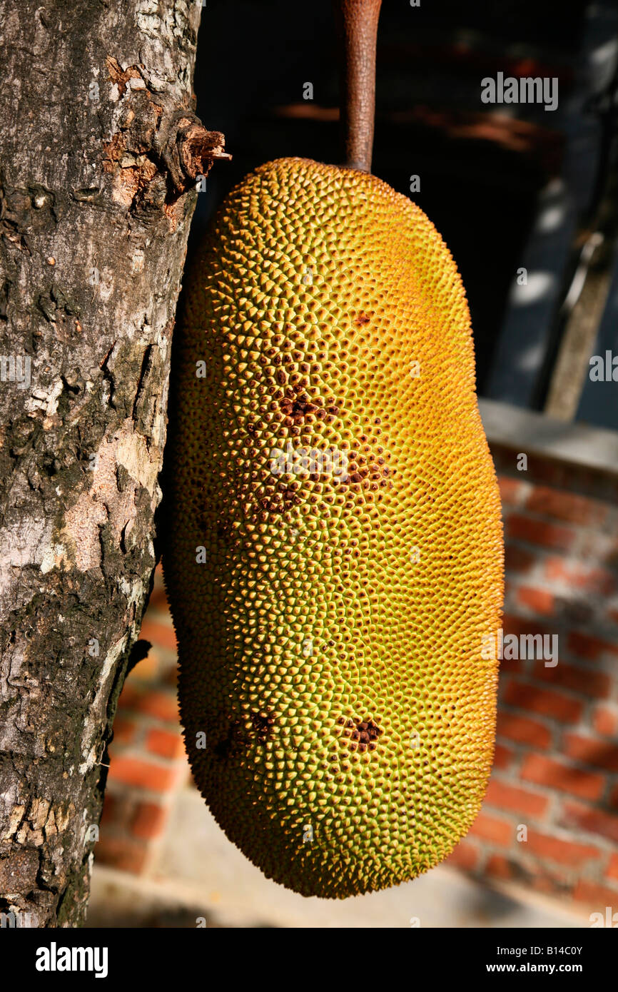 Jackfruit philippines hi-res stock photography and images - Alamy