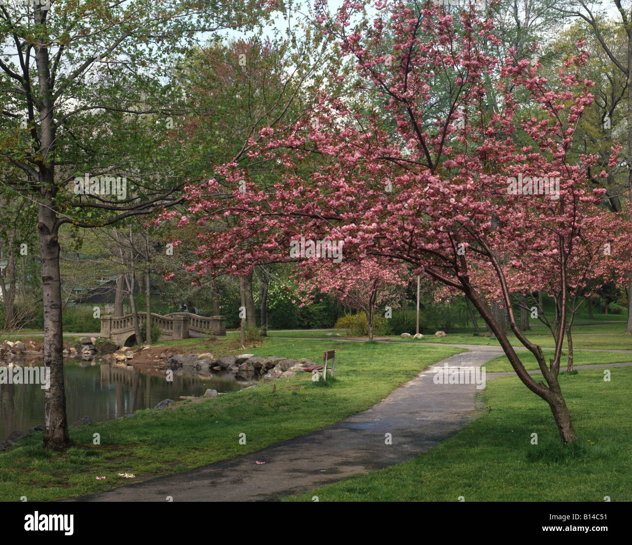 Park with Blooming Cherry Trees Stock Photo - Alamy