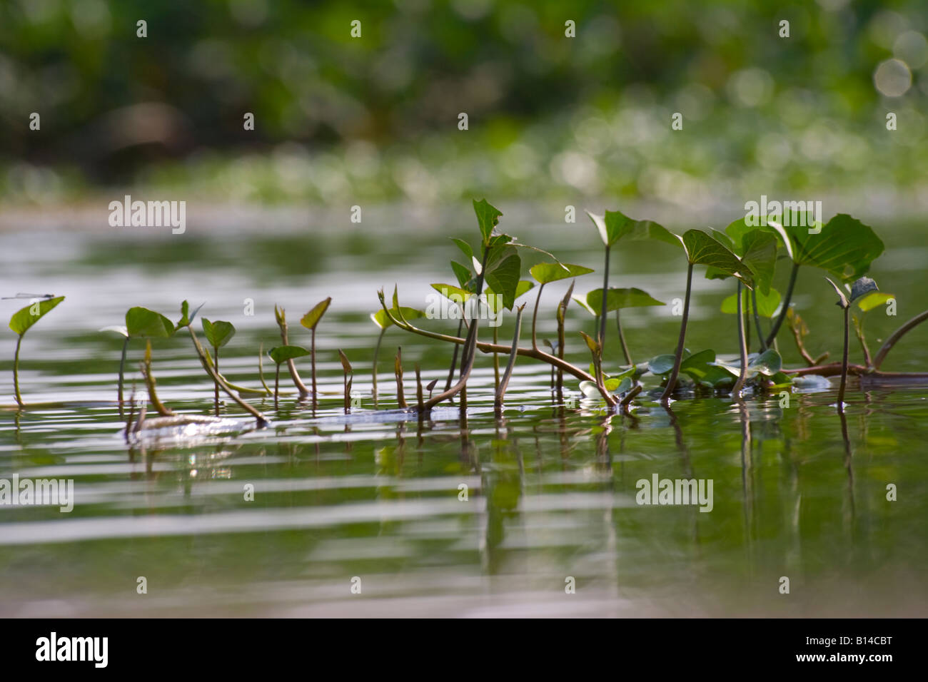 A water plant floating in a stream Stock Photo - Alamy