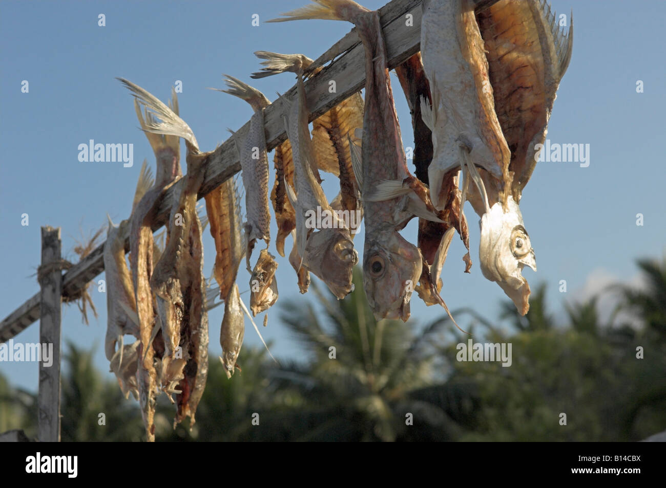 Fish hung up to dry by the sea India Stock Photo - Alamy