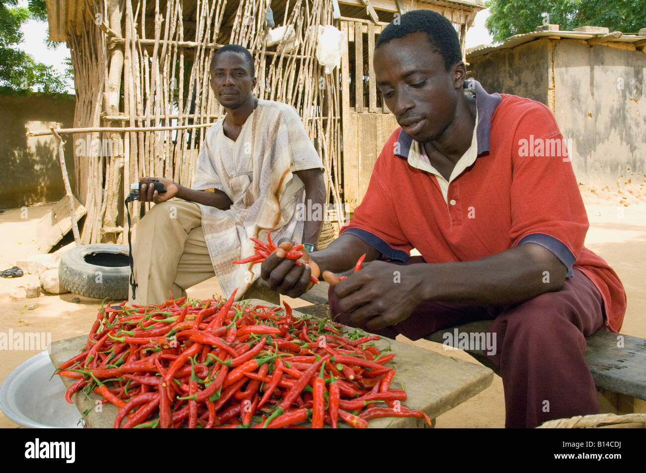 Farmer sorting red chilli pepper fruits, Kuluedor, Ghana Stock Photo ...