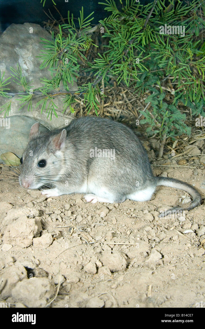 Southern Plains Woodrat Neotoma micropus Rio Grande City Starr County ...