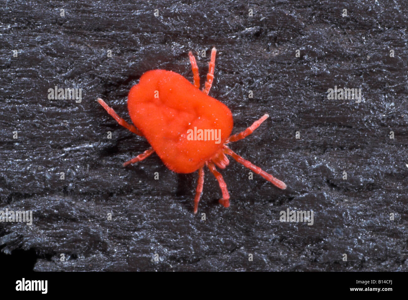 Velvet Mite Trombidium species. West Midlands. UK Stock Photo - Alamy
