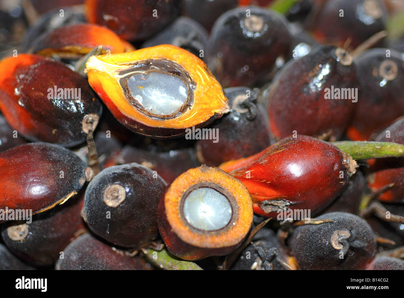 Oil palm fruit Stock Photo - Alamy