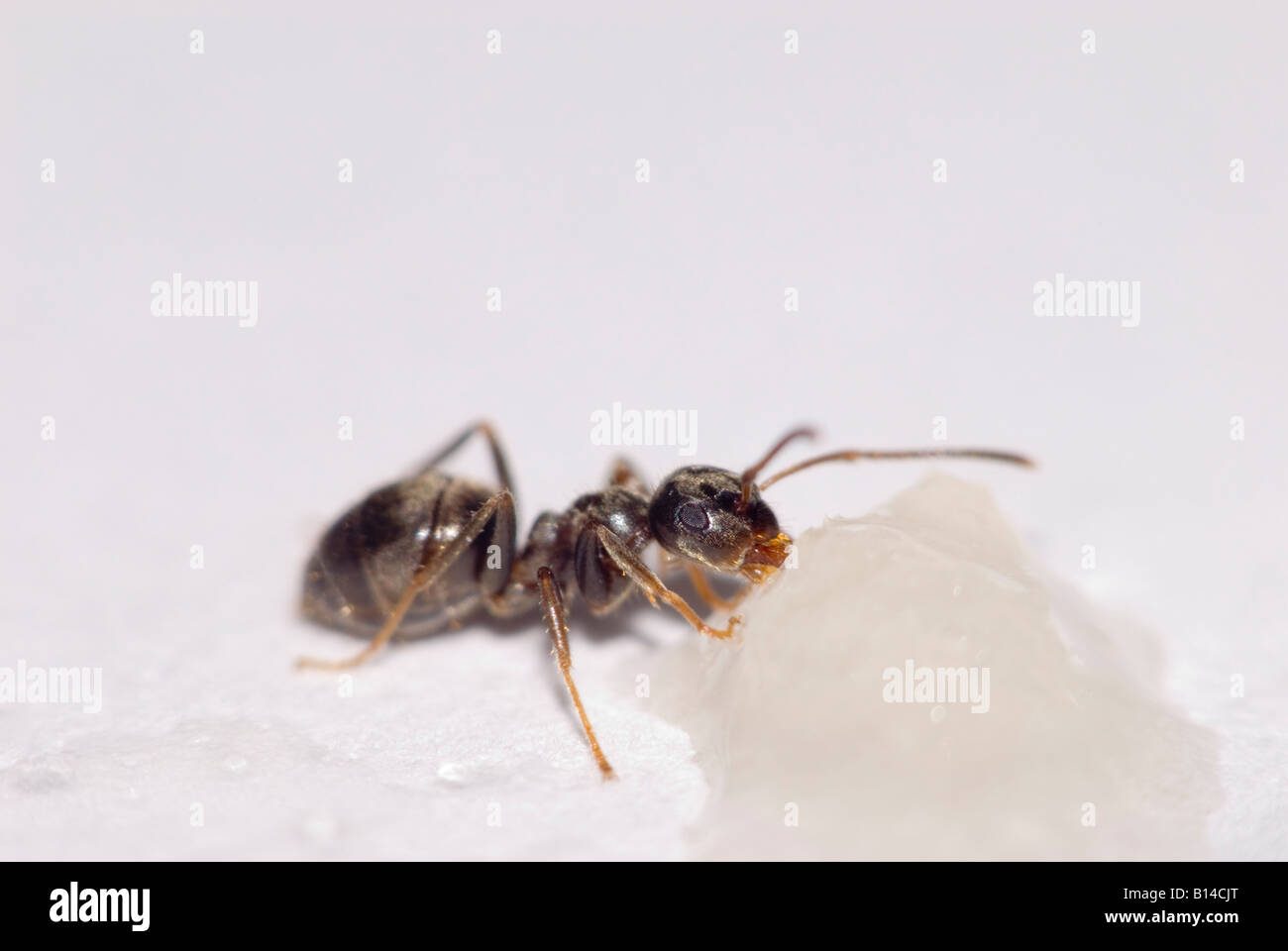 Ants close up hi-res stock photography and images - Alamy
