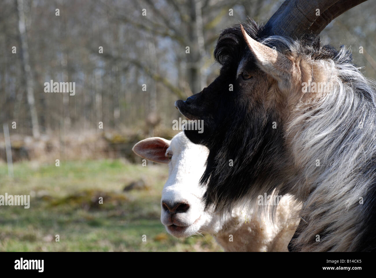 Ram Goat High Resolution Stock Photography and Images - Alamy