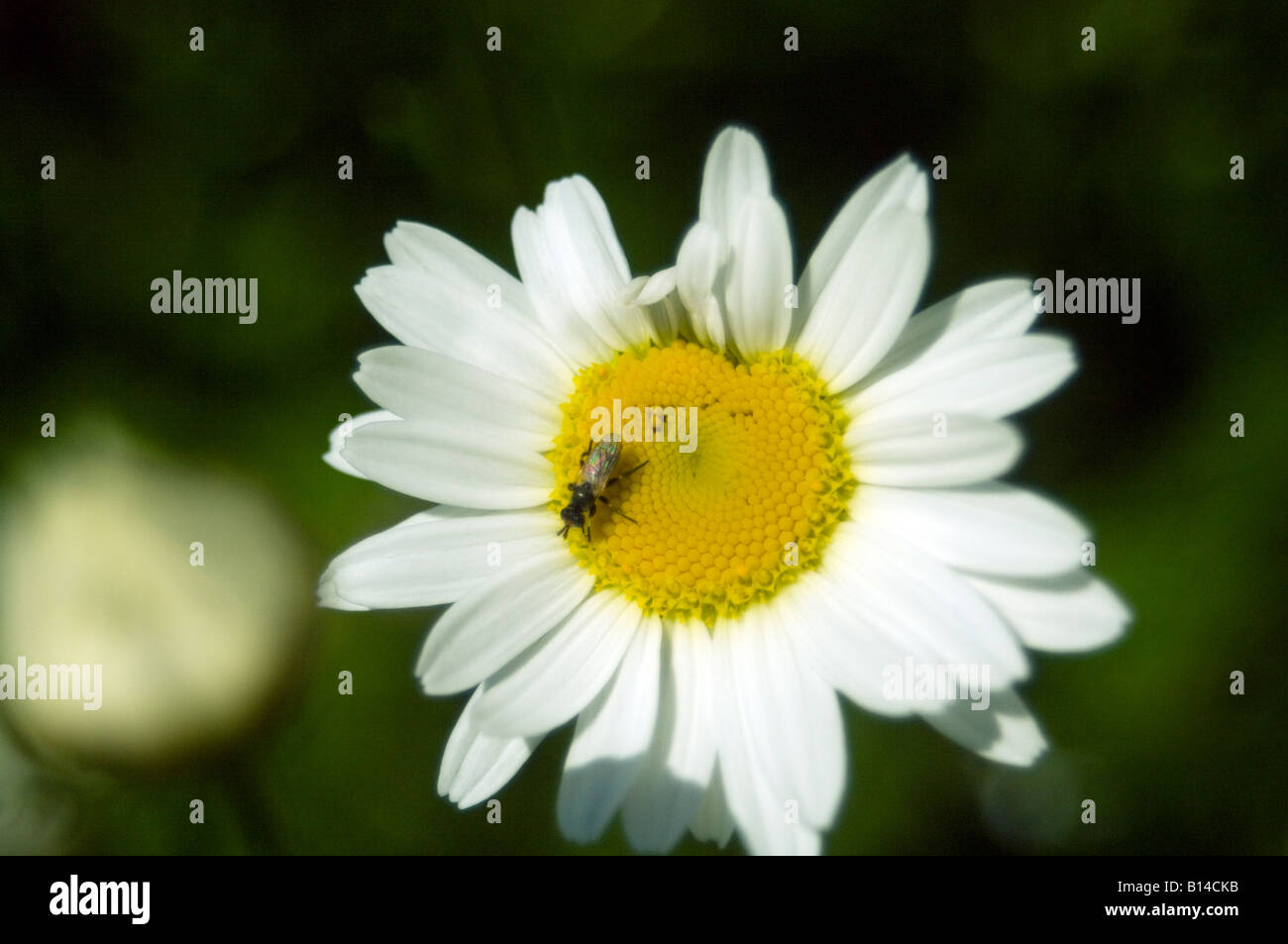 White daisy with bee spring 2008 Madison Wisconsin Stock Photo - Alamy