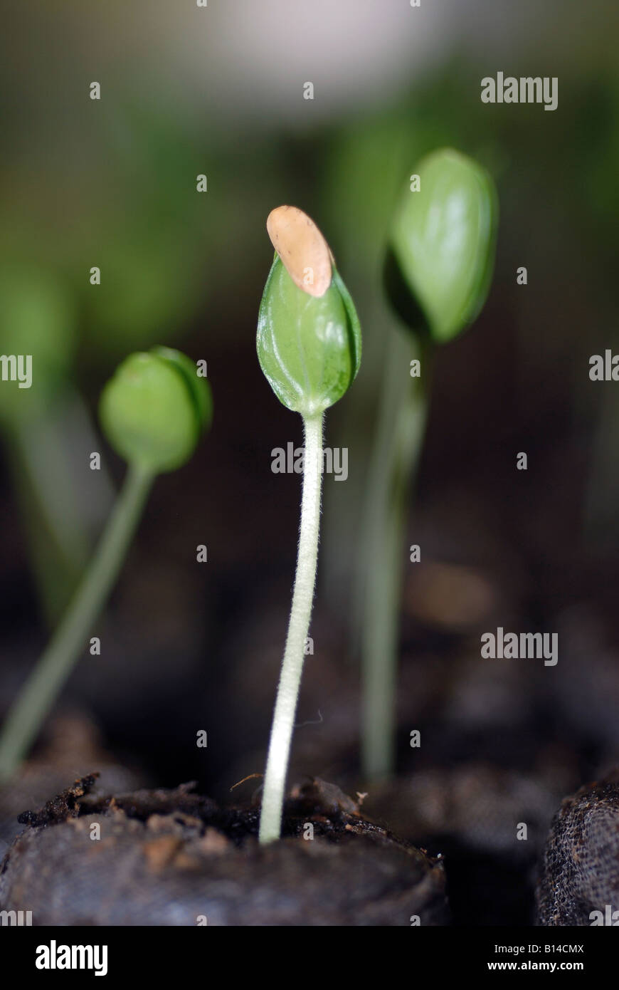 Bean sprouting in bags Stock Photo - Alamy