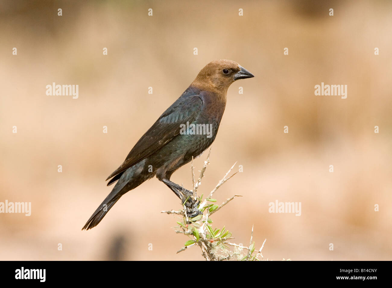Brown-headed Cowbird Molothrus ater Rio Grande City Starr County Texas ...