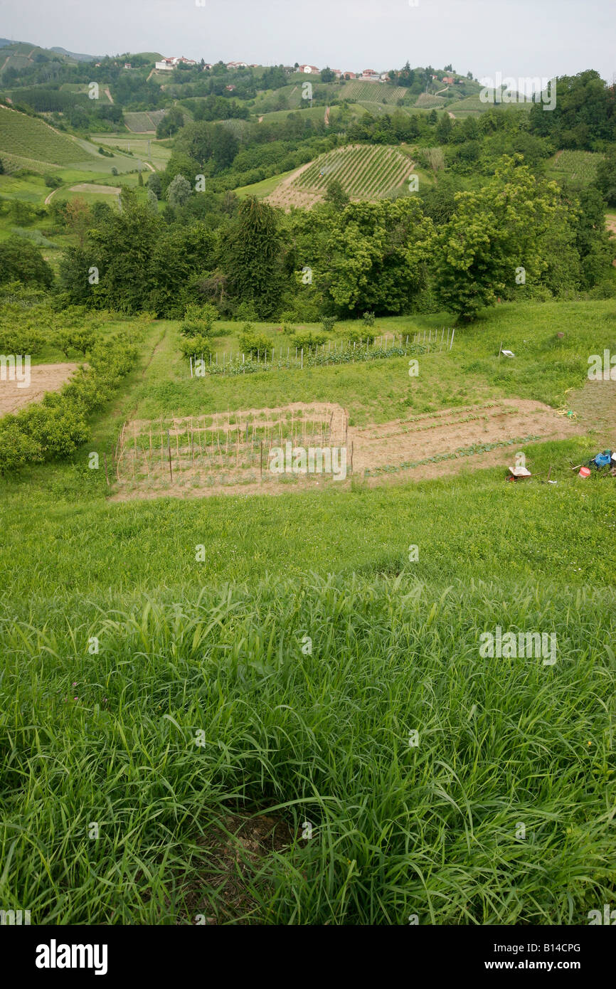 Roero vineyards in Piedmont, Italy Stock Photo - Alamy
