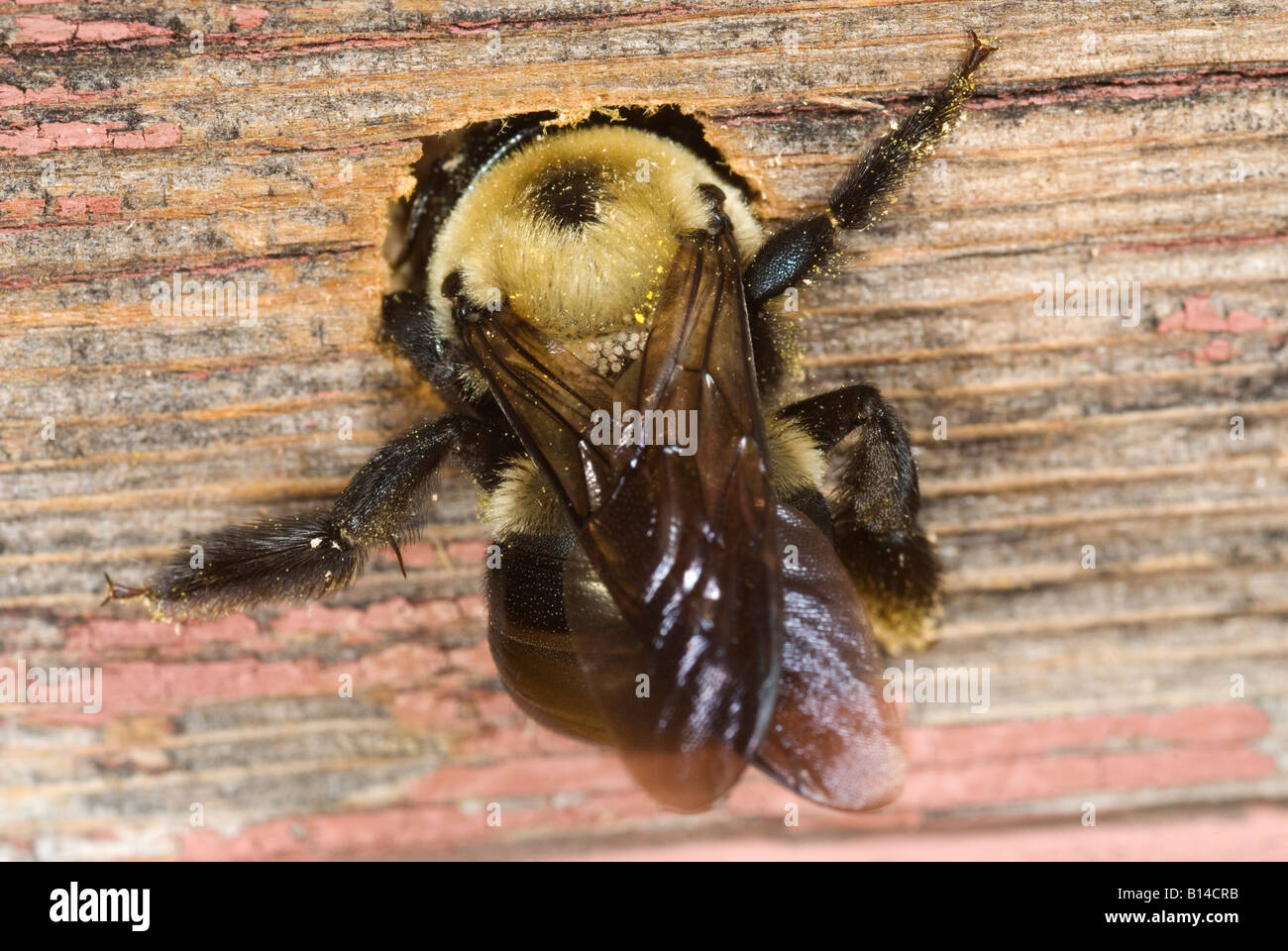 Female carpenter bee Xylocopa virginica excavating a nesting tunnel in ...