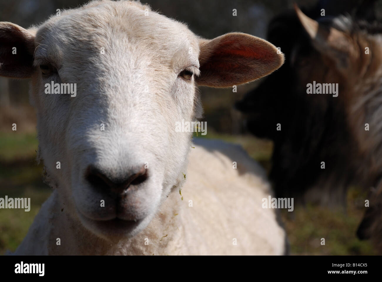 White Sheep looking into the camera Stock Photo - Alamy