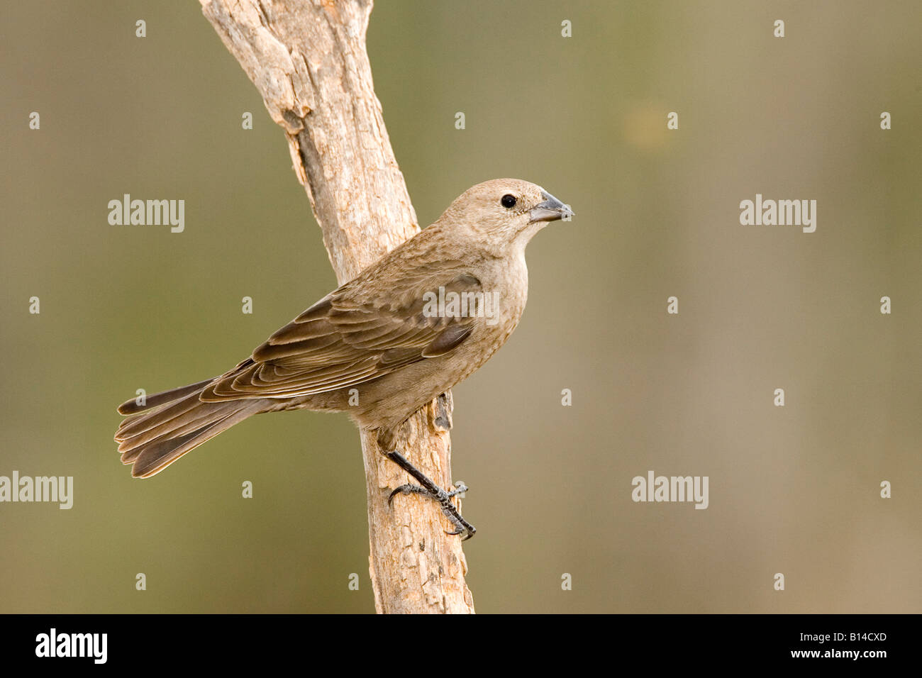 Brown headed cowbird nest hi-res stock photography and images - Alamy