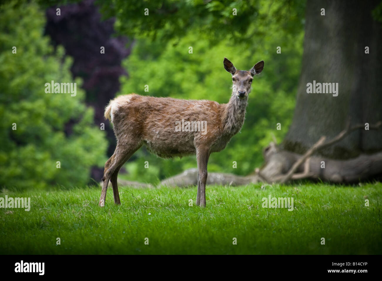 Pregnant doe hi-res stock photography and images - Alamy