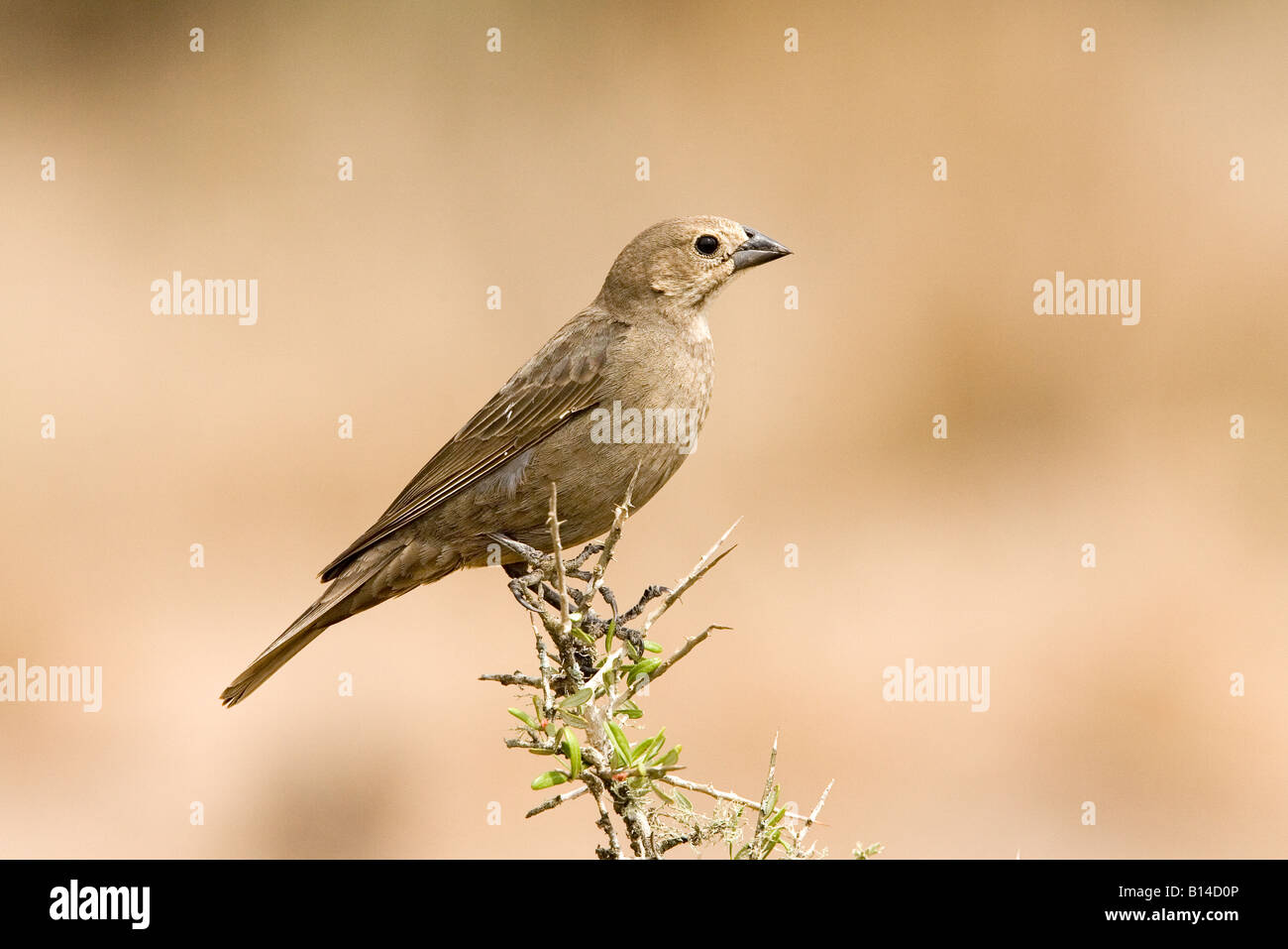 Brown-headed Cowbird Molothrus ater Rio Grande City Starr County Texas ...