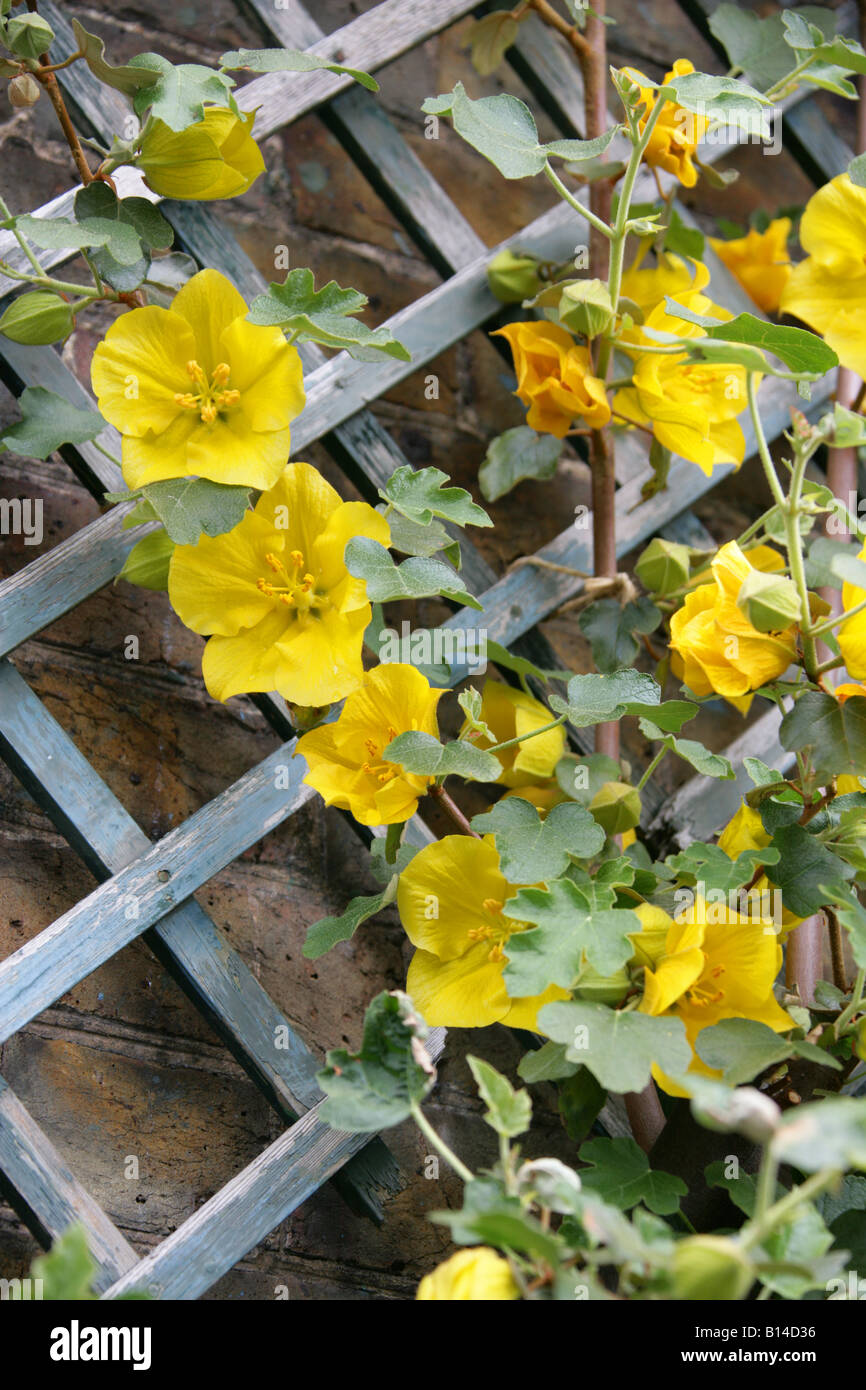 California Flannel Bush, Fremontodendron californicum, "California ...