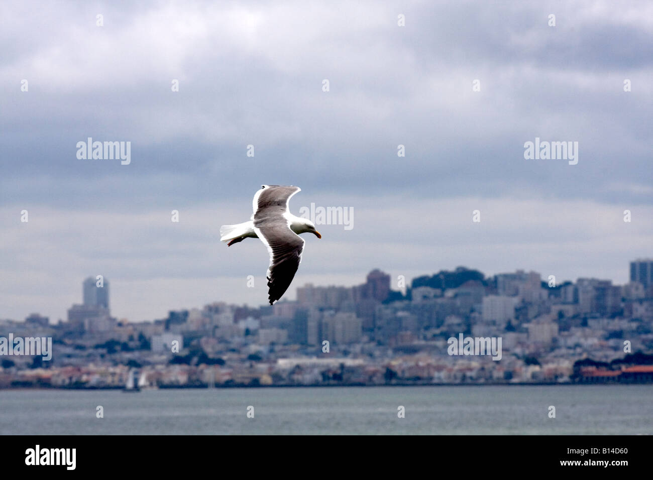 Gull and City, San Francisco Stock Photo - Alamy