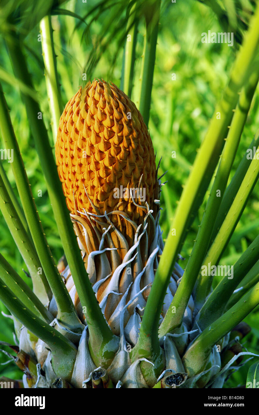 Tropical seed pod hi-res stock photography and images - Alamy