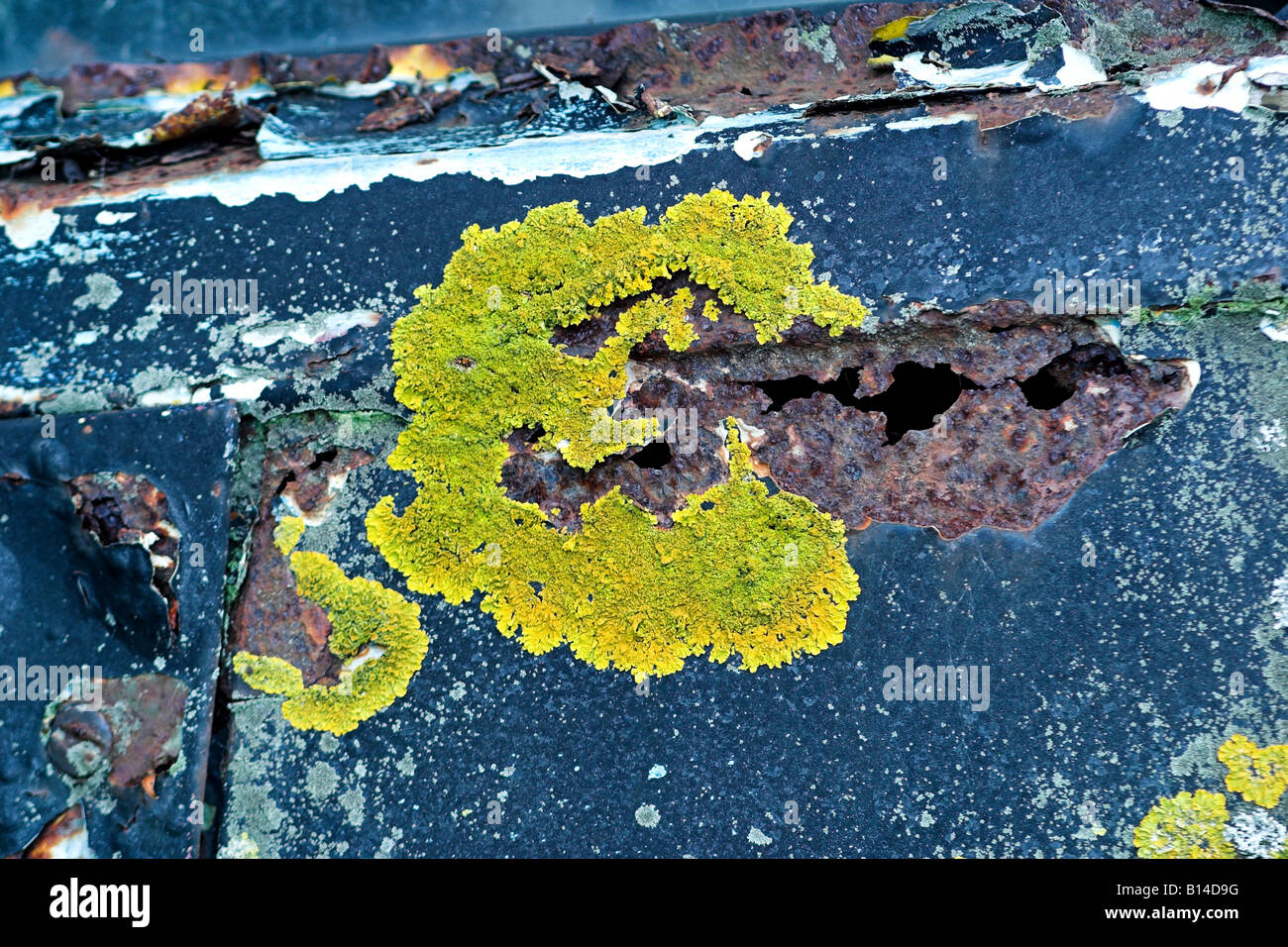 Lichen and rust on body of abandoned van. Somerset. UK Stock Photo - Alamy